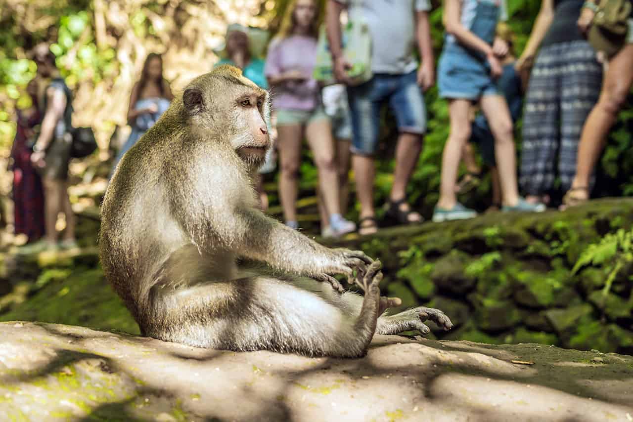 Explore Ubud's Monkey Forest: 5 Essential Safety Tips
